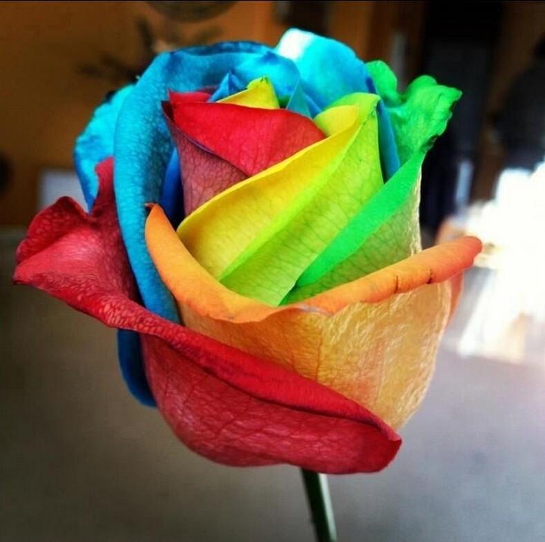 Unbelievable Rare 100 Rainbow Rose Seeds – zenheavens