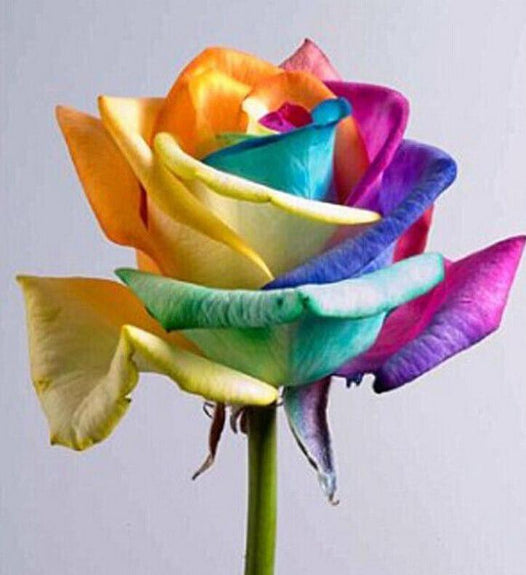 Unbelievable Rare 100 Rainbow Rose Seeds – zenheavens